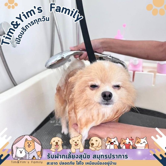 อาบน้ำตัดขนสุนัข ใกล้ฉัน | รับฝากเลี้ยงสุนัข สมุทรปราการ - Tim&Yim Family